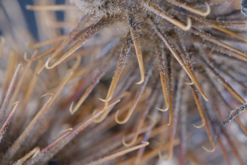 Xanthium orientale subsp. italicum (Moretti) Greuter [hoseito.com]