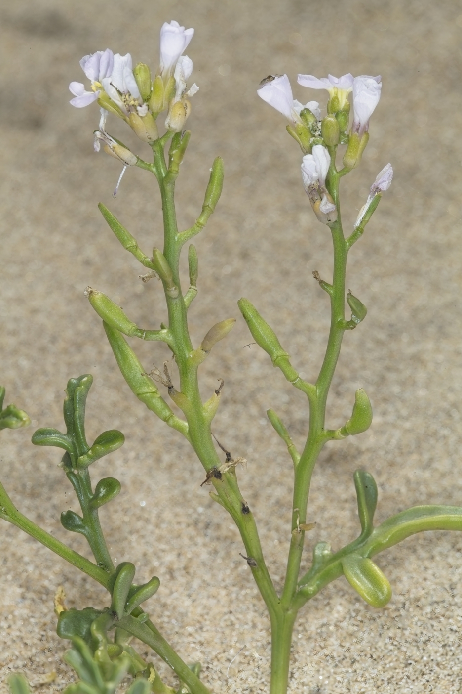 Cakile maritima subsp. maritima Scop. [hoseito.com]